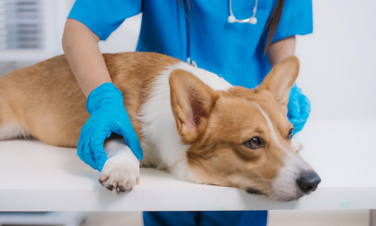 Does Cold Laser Therapy Really Work for Dogs with Elbow Dysplasia ...